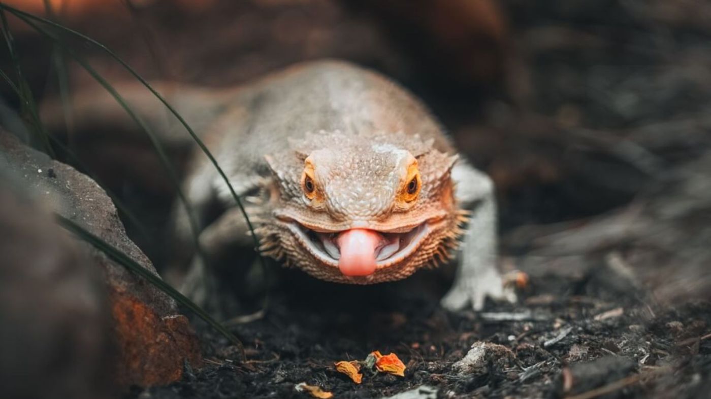 Rainforest Animals - Exotic Animals, UK | Plantasia Tropical Zoo